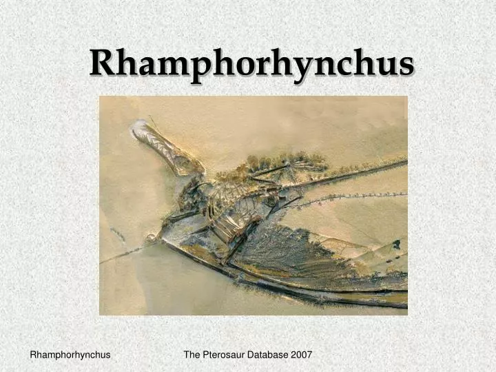 PPT - Rhamphorhynchus PowerPoint Presentation, free download - ID:5697104