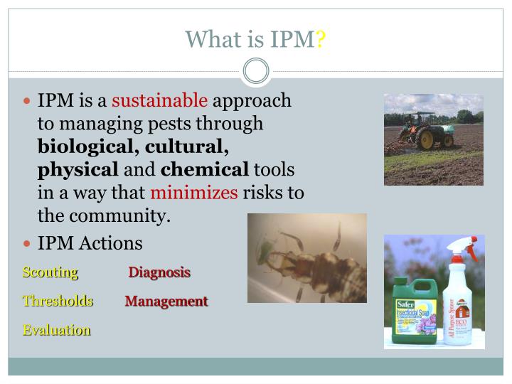 PPT - IPM Strategies and Techniques PowerPoint Presentation - ID:5698153