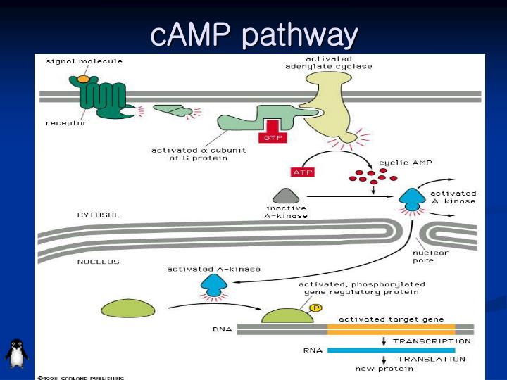 PPT - Introduction to the biological pathway PowerPoint Presentation ...