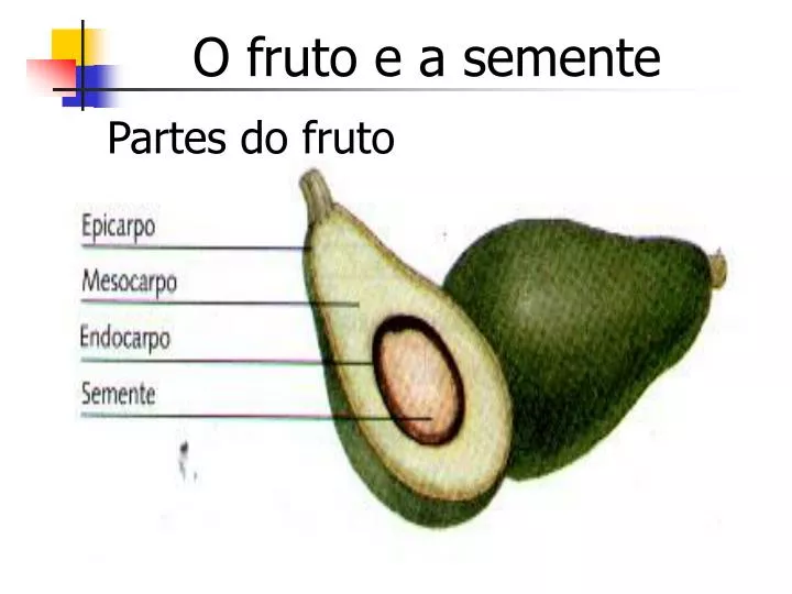 PPT - O fruto e a semente PowerPoint Presentation, free download - ID ...