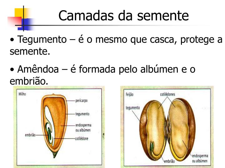 PPT - O fruto e a semente PowerPoint Presentation - ID:5699009