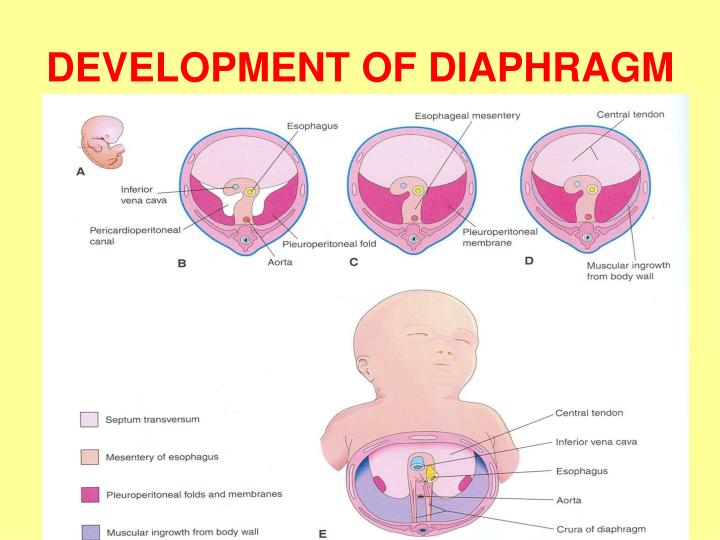 PPT - BODY CAVITIES, MESENTERIES & DIAPHRAGM PowerPoint Presentation ...