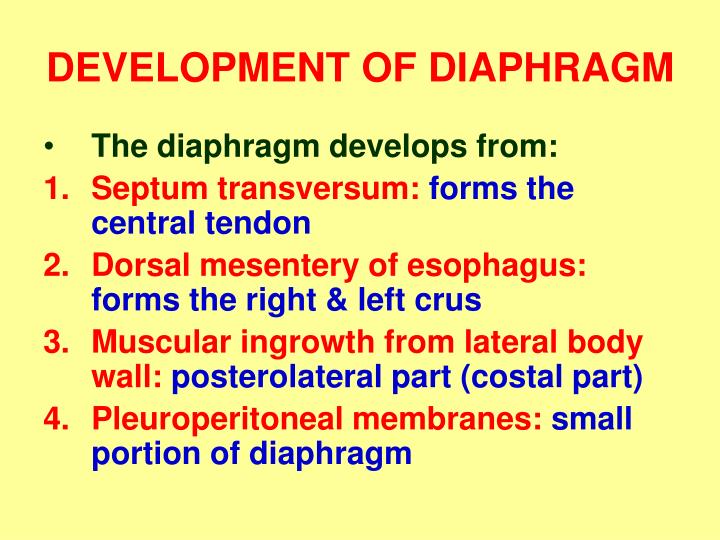 PPT - BODY CAVITIES, MESENTERIES & DIAPHRAGM PowerPoint Presentation ...