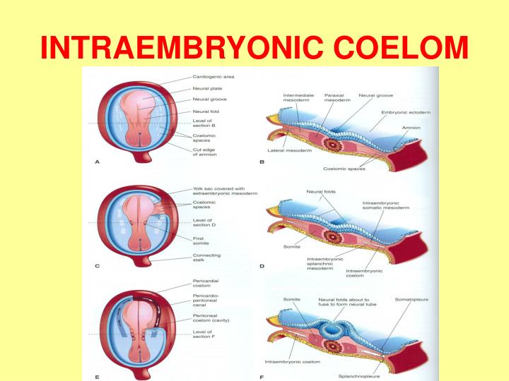 PPT - BODY CAVITIES, MESENTERIES & DIAPHRAGM PowerPoint Presentation ...