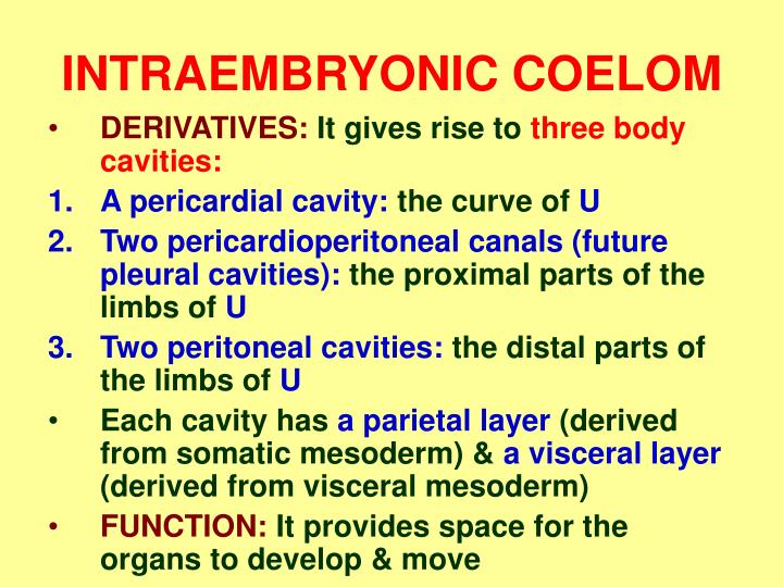PPT - BODY CAVITIES, MESENTERIES & DIAPHRAGM PowerPoint Presentation ...