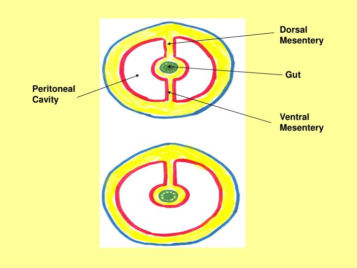 PPT - BODY CAVITIES, MESENTERIES & DIAPHRAGM PowerPoint Presentation ...