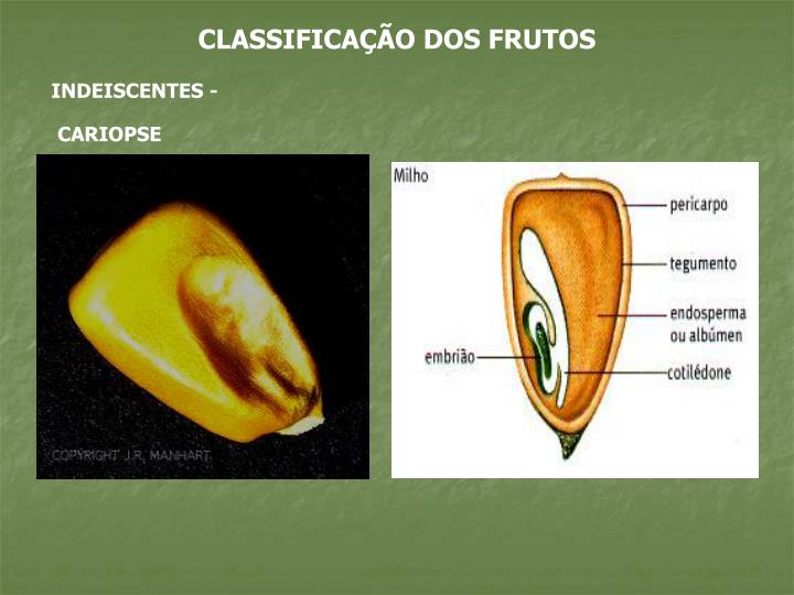 PPT - BOTÂNICA ORGANOLOGIA VEGETAL FRUTO E SEMENTE PowerPoint ...