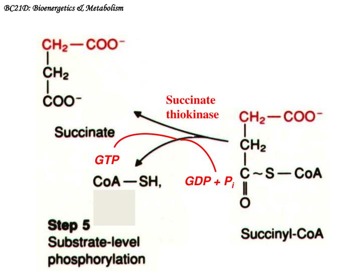 PPT - BC21D: Bioenergetics & Metabolism PowerPoint Presentation - ID ...
