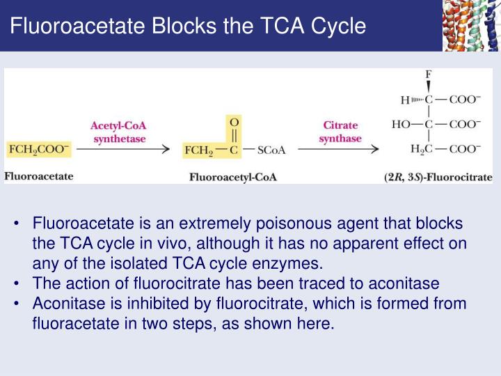 PPT - Chapter 19 The Tricarboxylic Acid Cycle PowerPoint Presentation ...