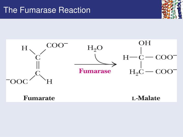 PPT - Chapter 19 The Tricarboxylic Acid Cycle PowerPoint Presentation ...