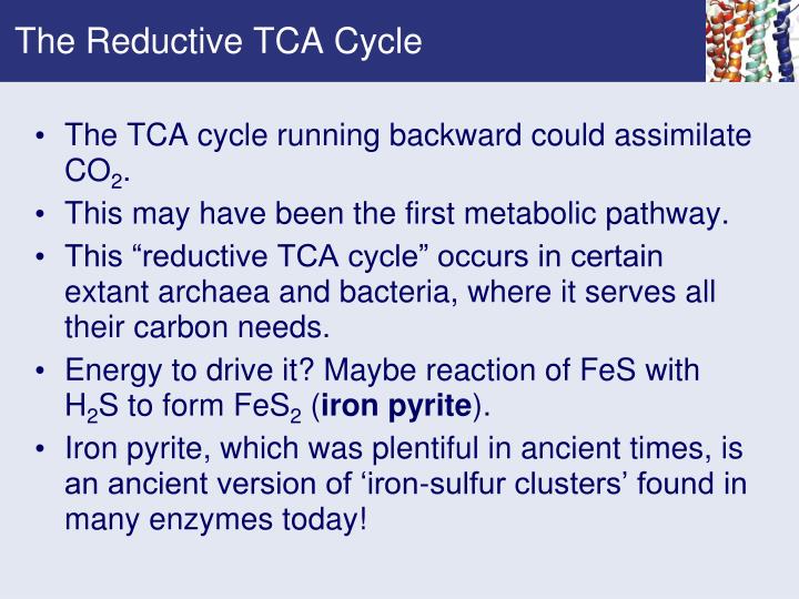 PPT - Chapter 19 The Tricarboxylic Acid Cycle PowerPoint Presentation ...