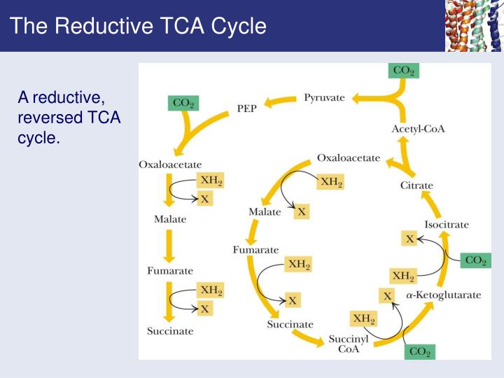 PPT - Chapter 19 The Tricarboxylic Acid Cycle PowerPoint Presentation ...