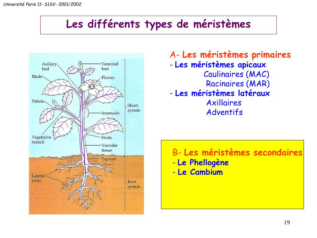 PPT - Les méristèmes primaires et la croissance en longueur chez les ...