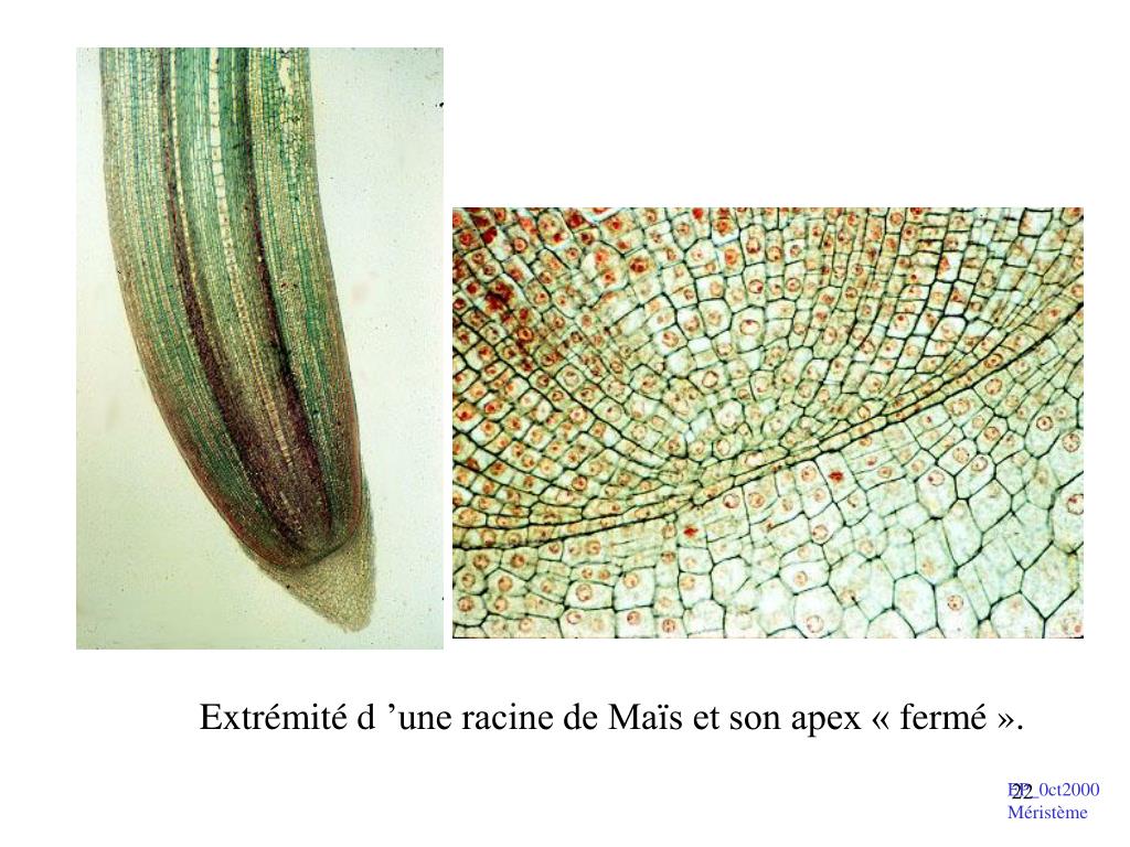 PPT - Les méristèmes primaires et la croissance en longueur chez les ...