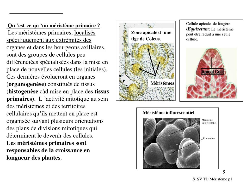 PPT - Les méristèmes primaires et la croissance en longueur chez les ...