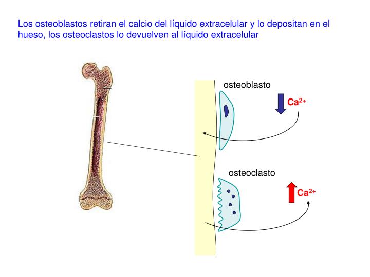 PPT - METABOLISMO DEL CALCIO PowerPoint Presentation - ID:5701617
