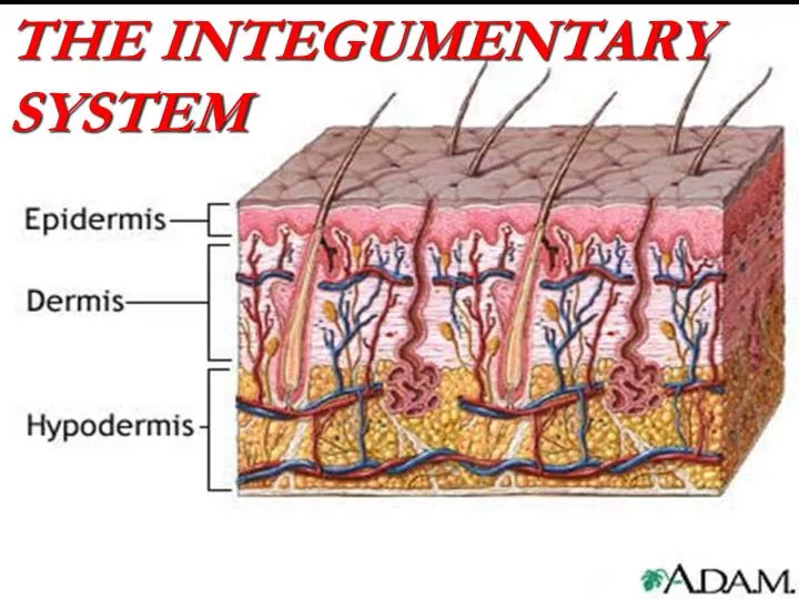 PPT - THE INTEGUMENTARY SYSTEM PowerPoint Presentation, free download ...