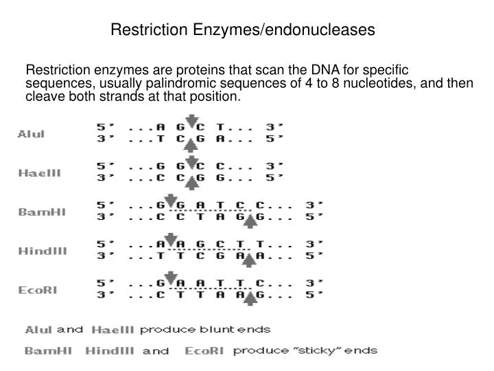 PPT - Restriction Enzymes/endonucleases PowerPoint Presentation, free ...