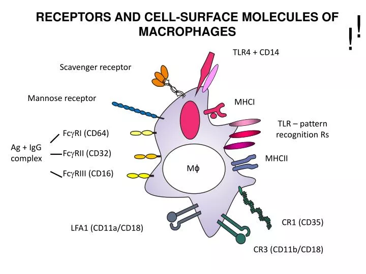 PPT - RECEPTORS AND CELL - SURFACE MOLECULES OF MACROPHAGES PowerPoint ...