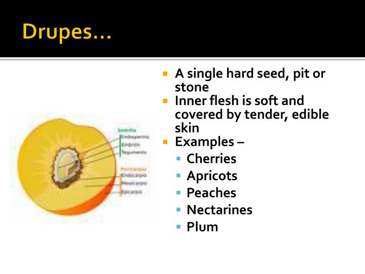 PPT - Produce = Fruits and vegetables PowerPoint Presentation - ID:5703163