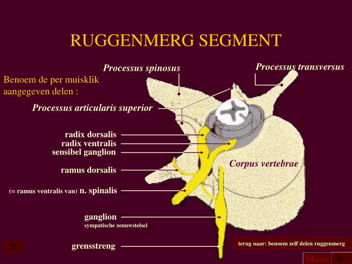 PPT - ZENUWSTELSEL PowerPoint Presentation - ID:5703233