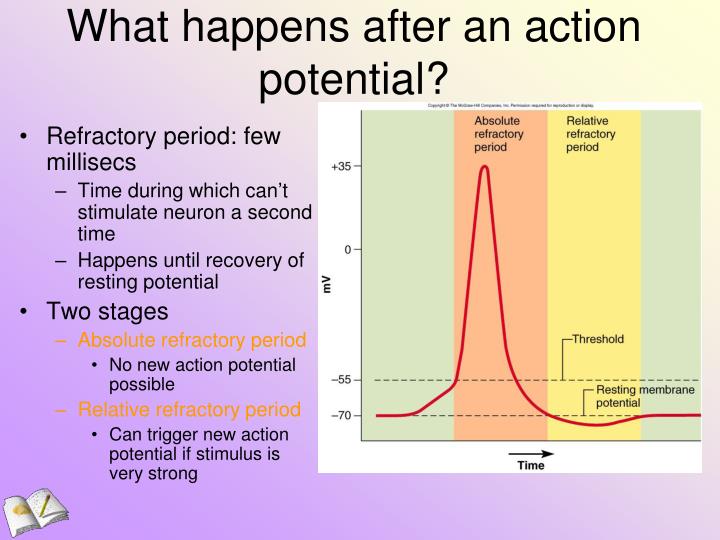 PPT - The excitable tissues (Nerve+ Muscle) PowerPoint Presentation ...