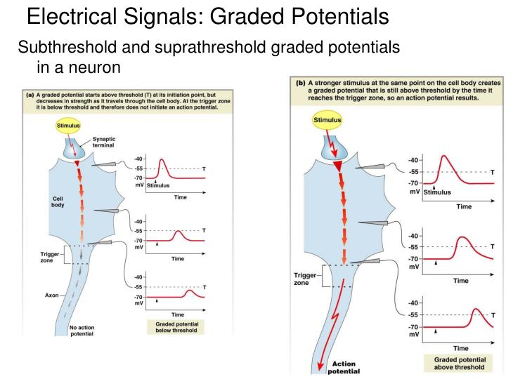 PPT - Neurophysiology PowerPoint Presentation - ID:5703527