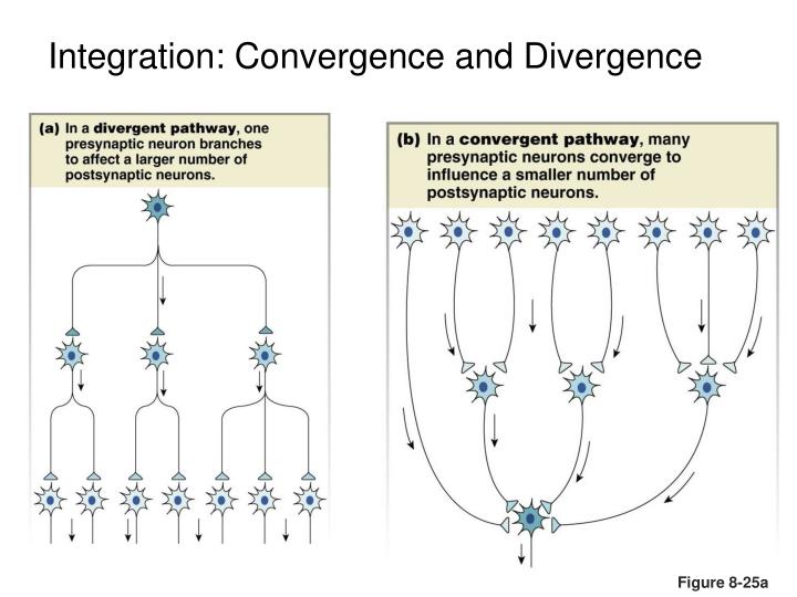 PPT - Neurophysiology PowerPoint Presentation - ID:5703527