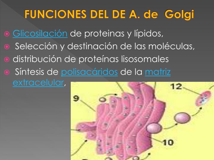 Aparato De Golgi