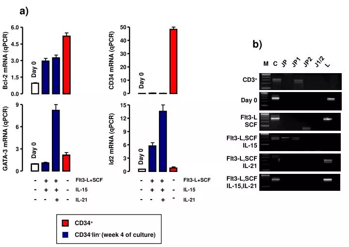 PPT - Flt3-L SCF PowerPoint Presentation, free download - ID:5704945