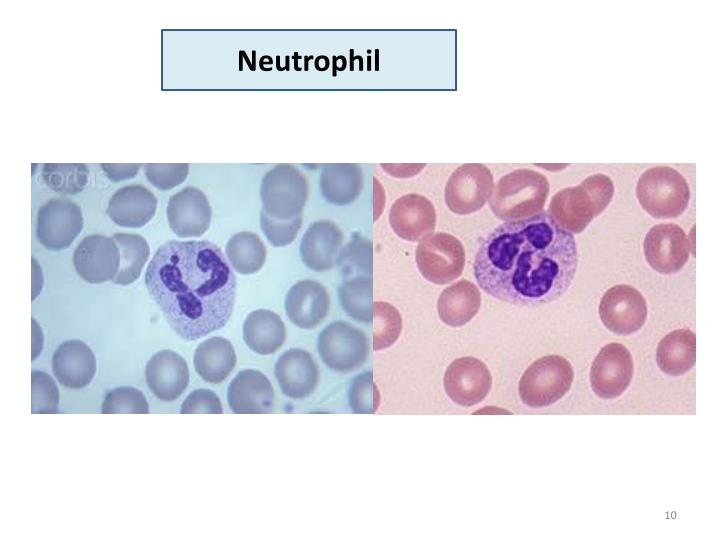 PPT - White Blood Cells PowerPoint Presentation - ID:5705042