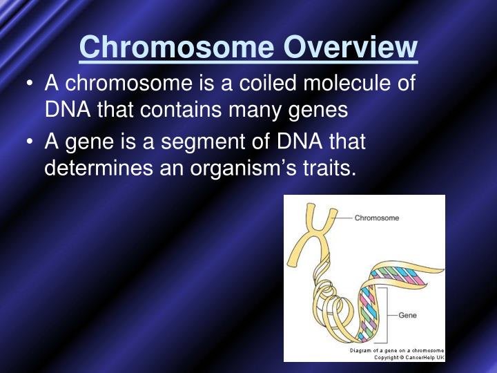 PPT - Chromosomes PowerPoint Presentation - ID:5705920