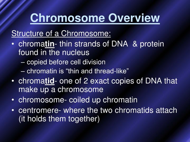 PPT - Chromosomes PowerPoint Presentation - ID:5705920