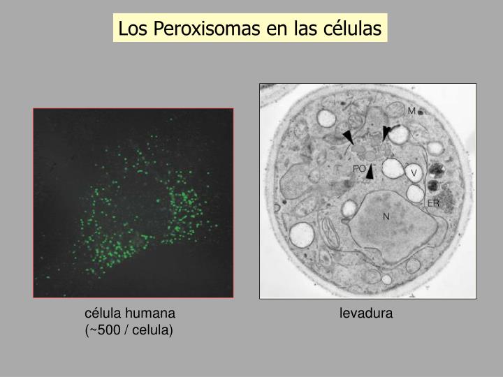 PPT - Los Peroxisomas PowerPoint Presentation - ID:5706470