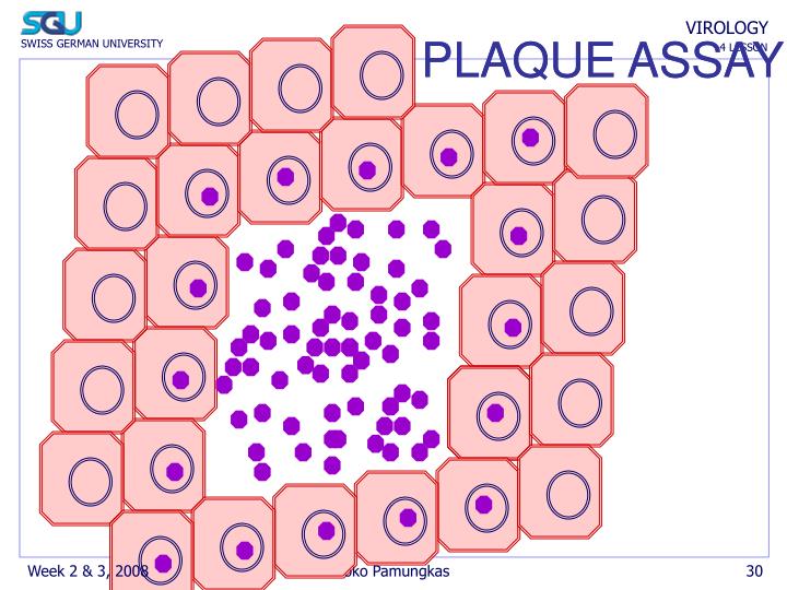 PPT - Introduction to Virology PowerPoint Presentation - ID:5707217