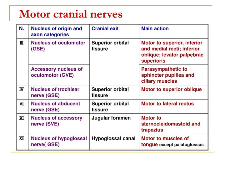 PPT - cranial nerves PowerPoint Presentation - ID:5707270