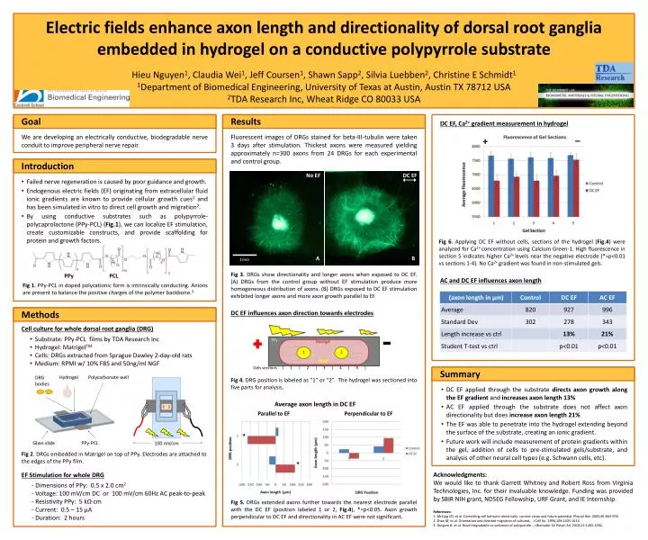PPT - Cell culture for whole dorsal root ganglia (DRG) PowerPoint ...