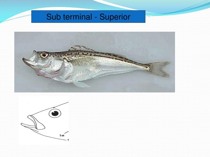 PPT - SEJARAH ICHTHYOLOGI & PENGENALAN BAGIAN-BAGIAN IKAN PowerPoint ...