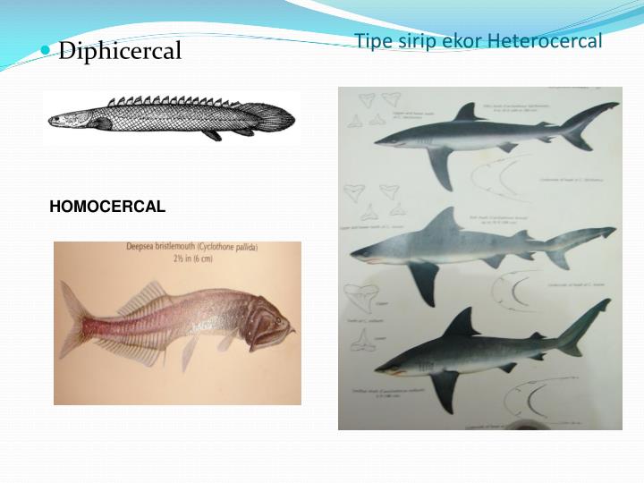 PPT - SEJARAH ICHTHYOLOGI & PENGENALAN BAGIAN-BAGIAN IKAN PowerPoint ...