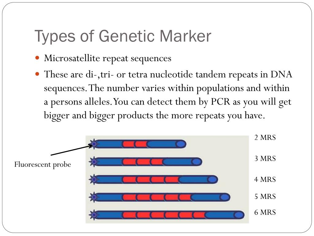 What Is A Polymorphic Genetic Marker at Zelma Radford blog What Is A Polymorphic Genetic Marker at Zelma Radford blog