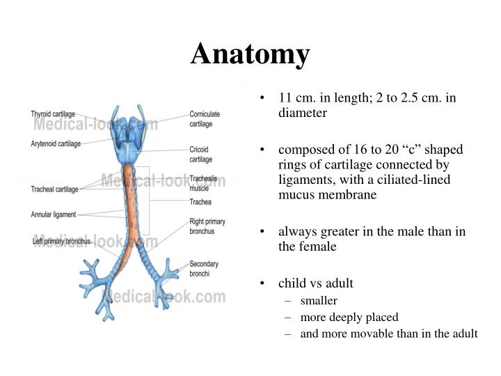 PPT - TRACHEA PowerPoint Presentation - ID:5708611