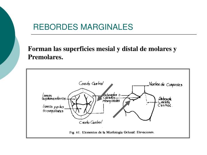 PPT - INTRODUCCÓN A LA OCLUSIÓN I PowerPoint Presentation - ID:5709096