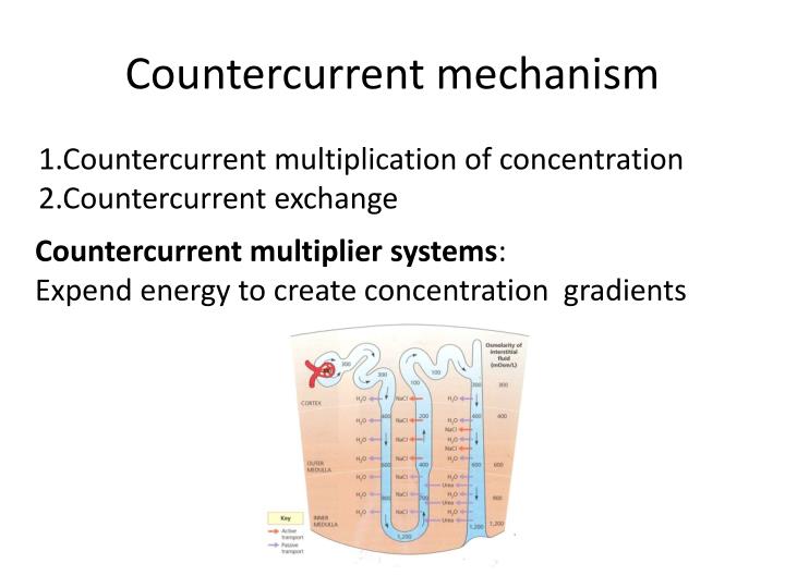 PPT - Countercurrent Exchange and Gas Exchange PowerPoint Presentation ...