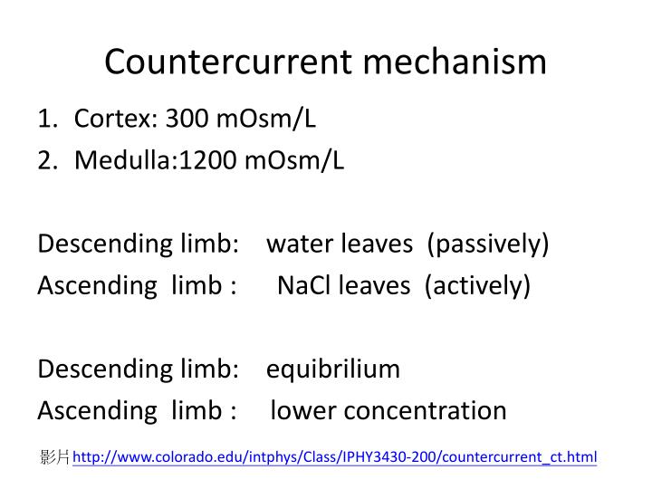 PPT - Countercurrent Exchange and Gas Exchange PowerPoint Presentation ...