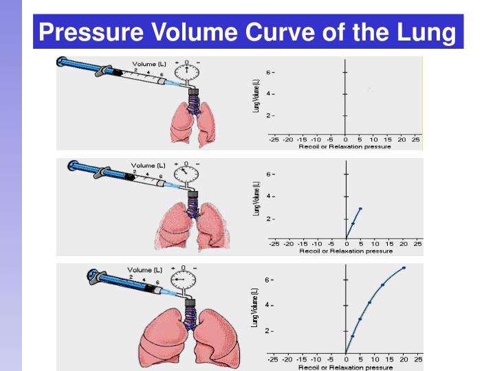 PPT - Pressure Volume Curve of the Respiratory System PowerPoint ...
