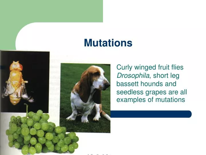 PPT - Mutations PowerPoint Presentation, free download - ID:5710060