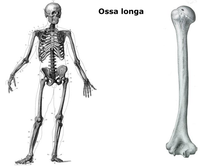 PPT - HAREKET SİSTEMİ SYSTEMA LOCOMOTORIA PowerPoint Presentation - ID ...