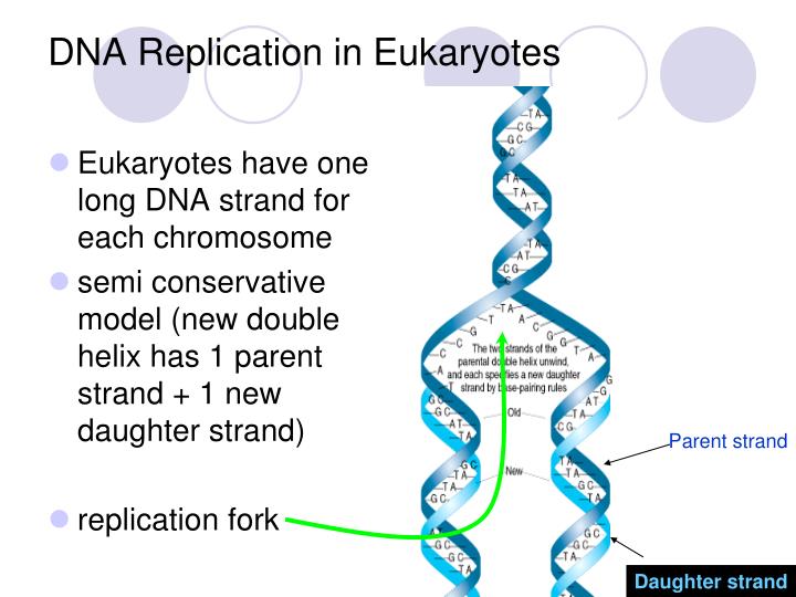 PPT - Introduction to DNA PowerPoint Presentation - ID:5710559