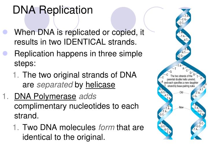 PPT - Introduction to DNA PowerPoint Presentation - ID:5710559