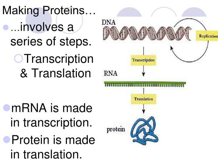 PPT - Introduction to DNA PowerPoint Presentation - ID:5710559